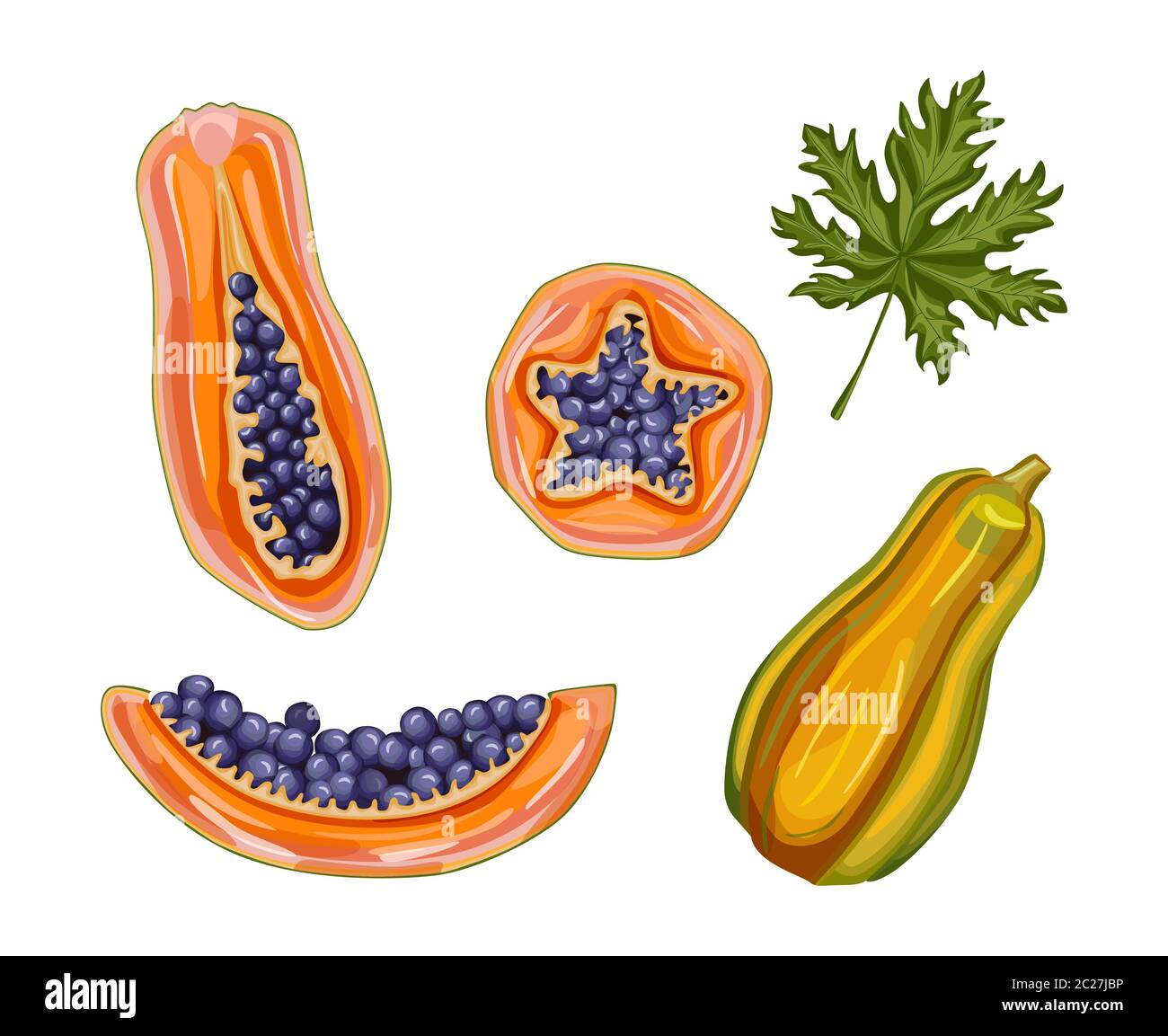 Set of papaya. Whole, half and slice papaya. Hand drawn pawpaw summer ...