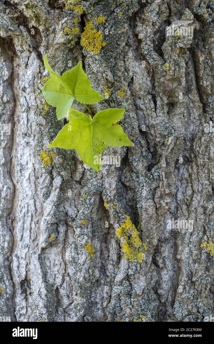 Maple leaf plane tree trunk Stock Photo - Alamy