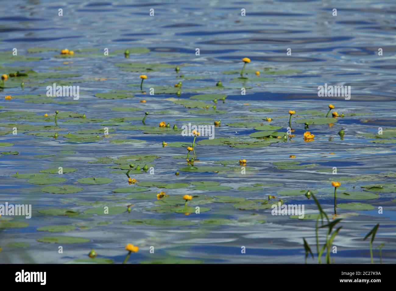 flowers yellow water lily swaying on the water Stock Photo - Alamy