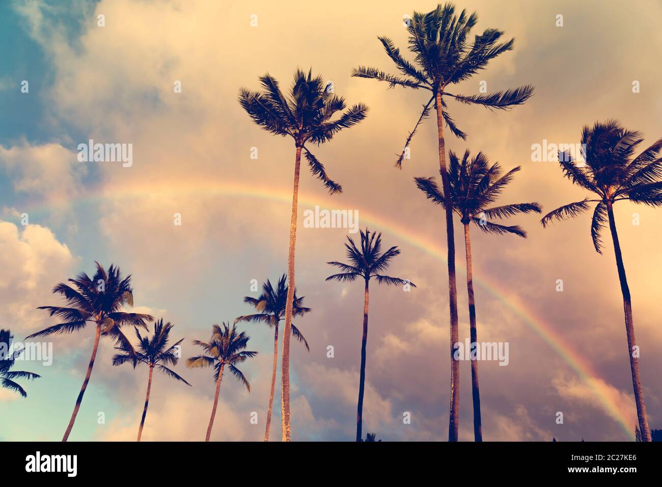 Palm trees over sky with rainbow Stock Photo - Alamy