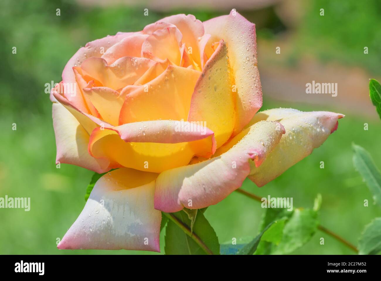 Yellow And Pink Roses Name