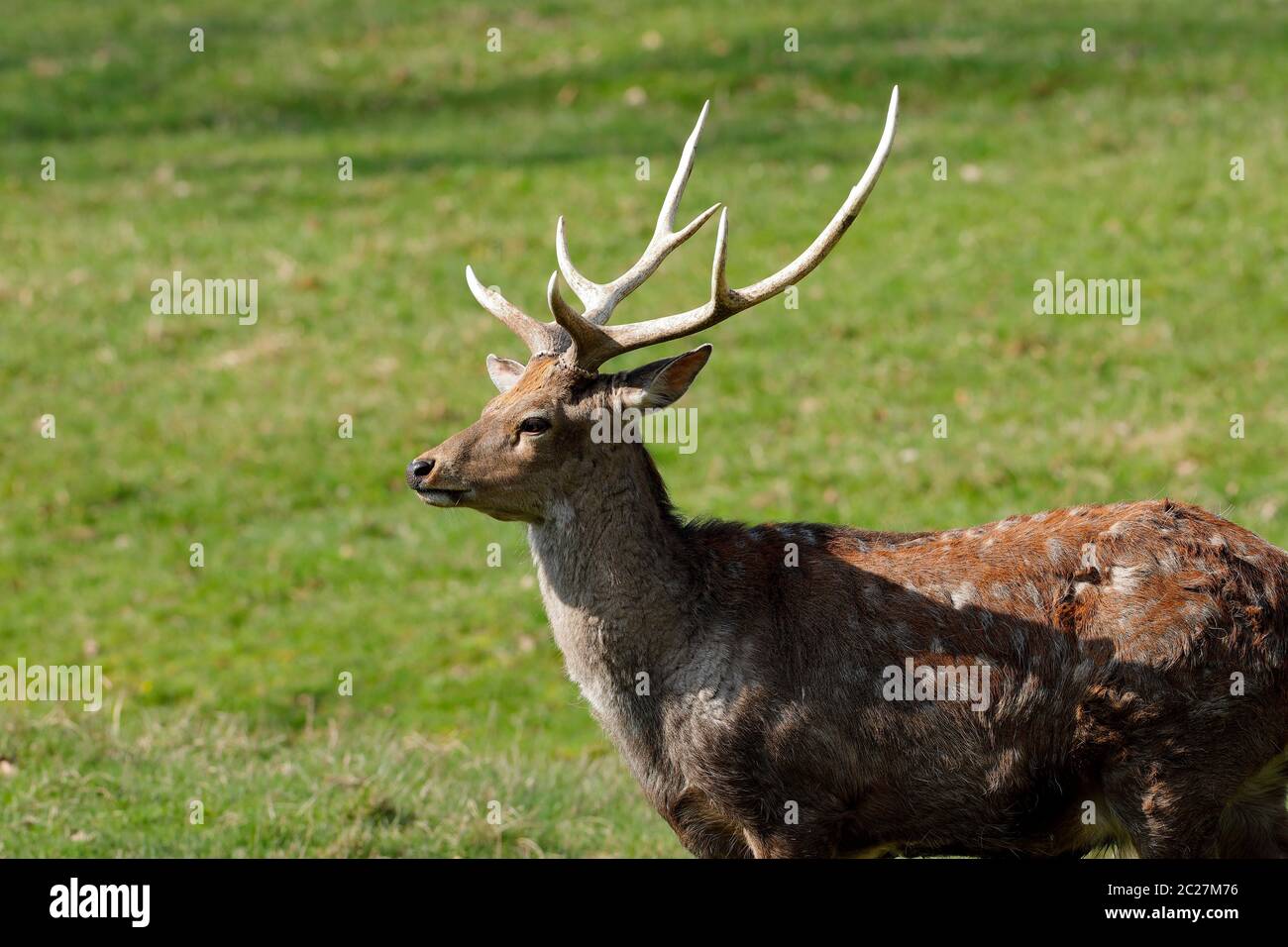Herd deer graze in meadow hi-res stock photography and images - Alamy