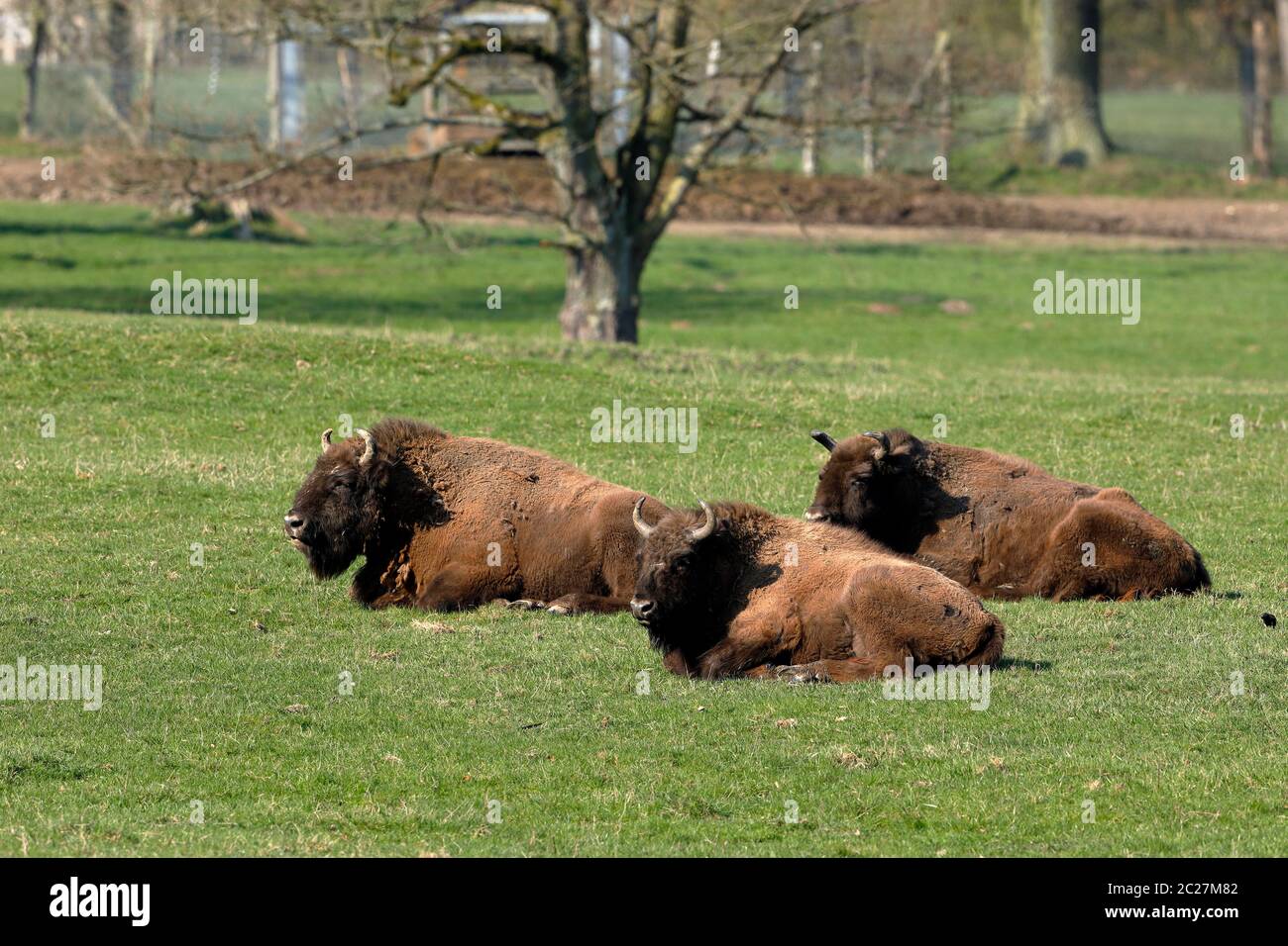 The European bison Stock Photo - Alamy
