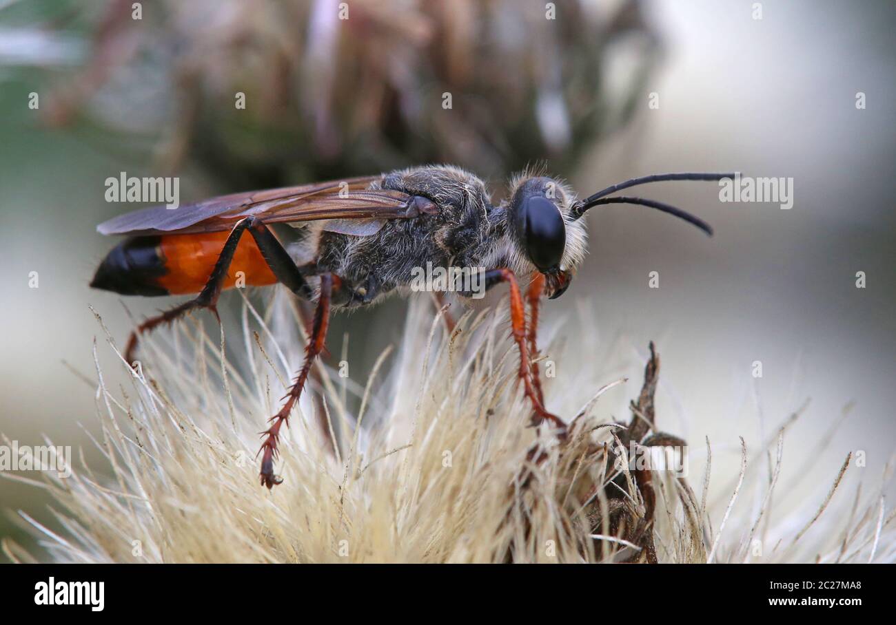 Locust sand wasp Sphex funerarius in close-up Stock Photo - Alamy