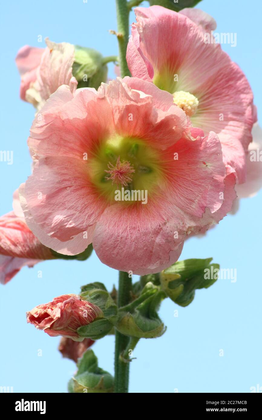 Pink alcea rosea hi-res stock photography and images - Alamy