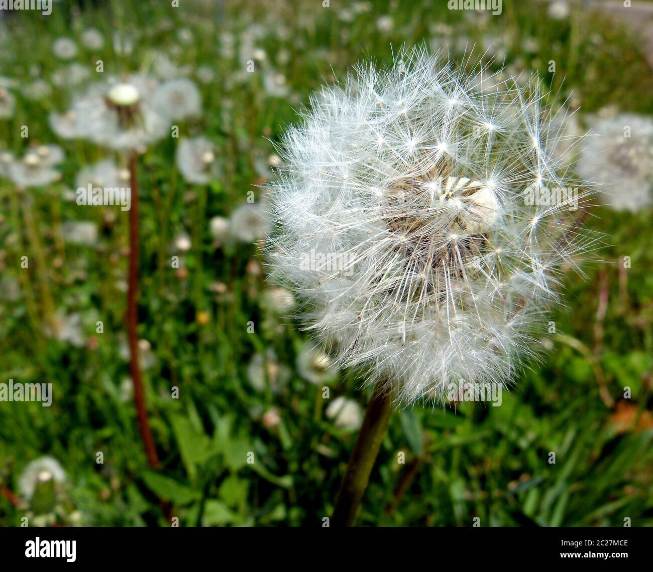 meadow with countless puff balls Stock Photo - Alamy