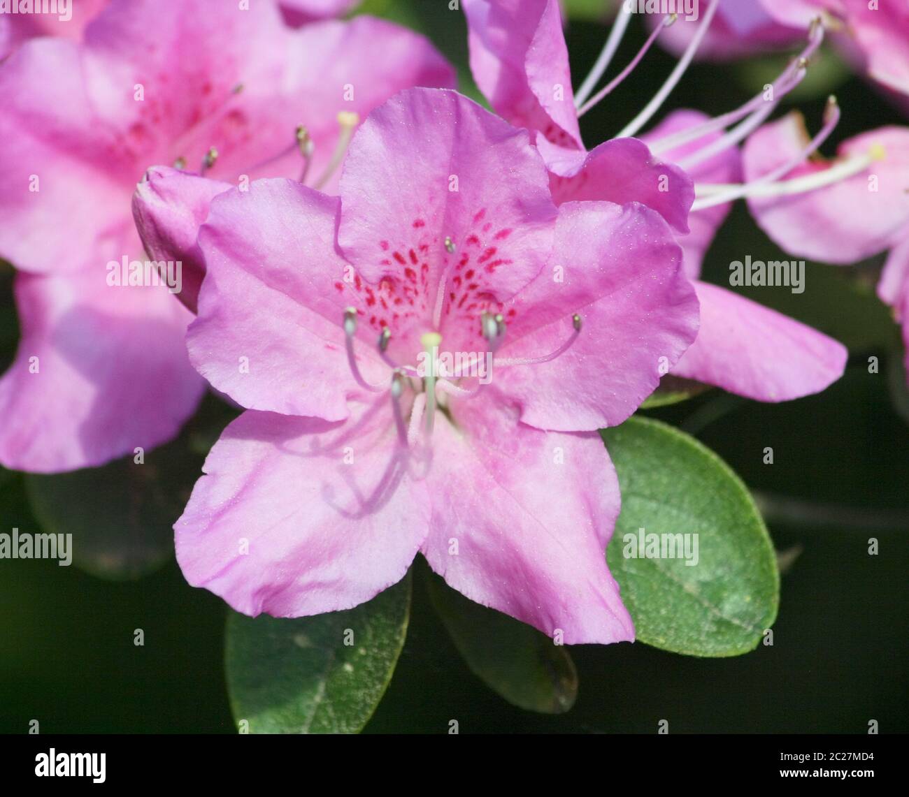 Rhododendron rhododendrons hi-res stock photography and images - Alamy
