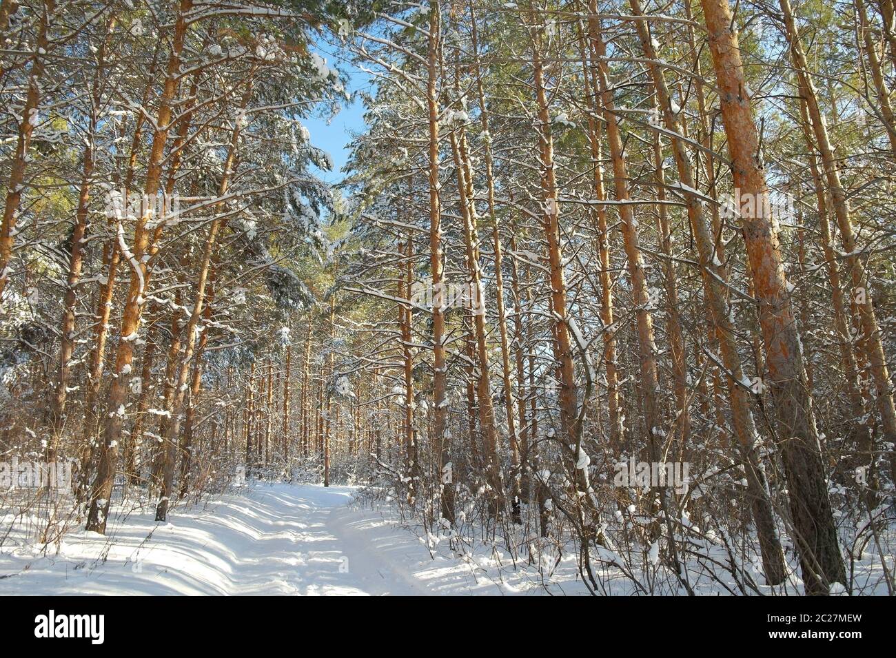 Winter landscape in forest with pines after snowfall Stock Photo - Alamy