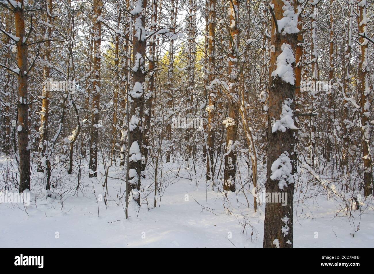 Winter landscape in forest with pines after snowfall, evening Stock ...