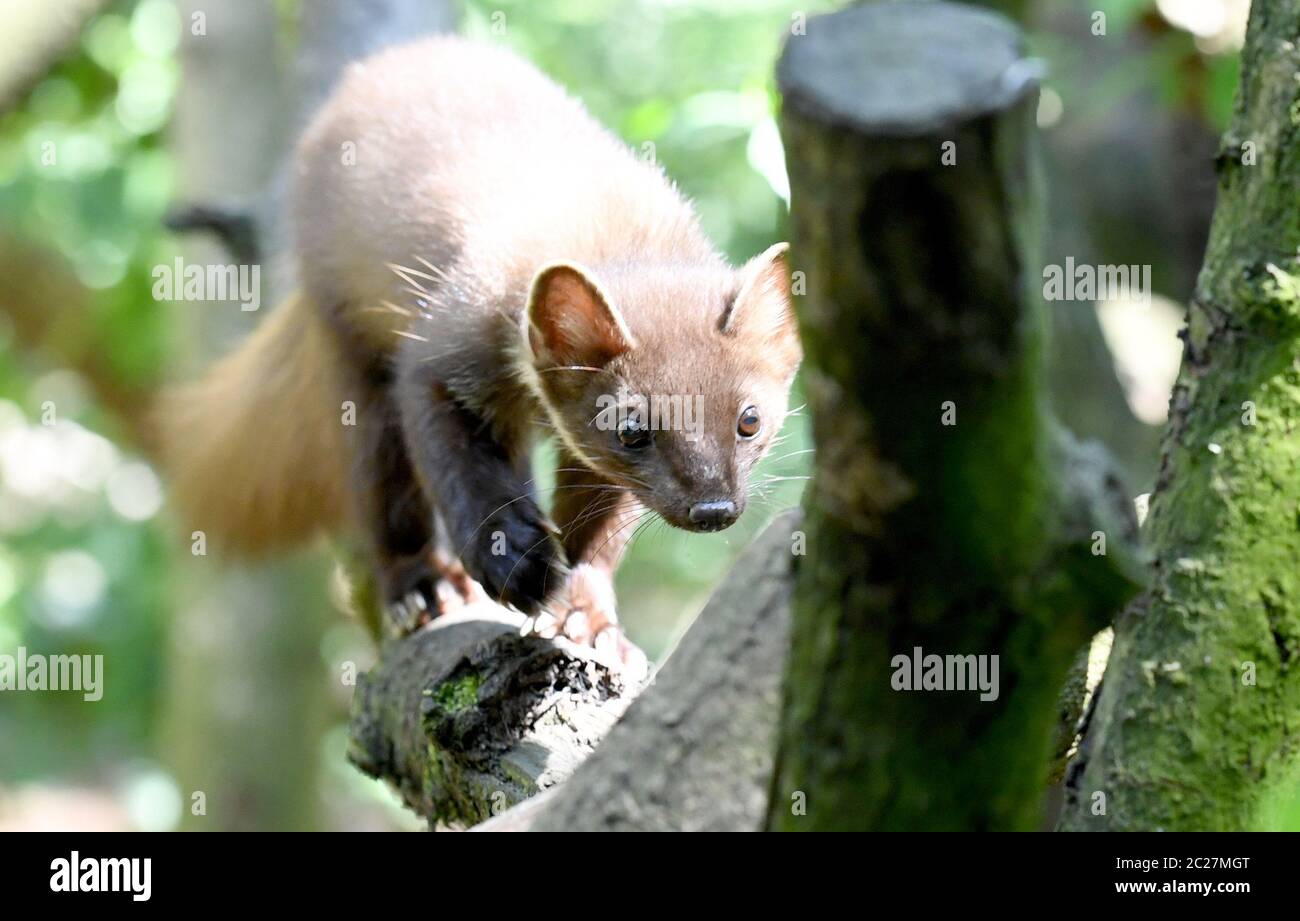 Female pine marten hi-res stock photography and images - Alamy