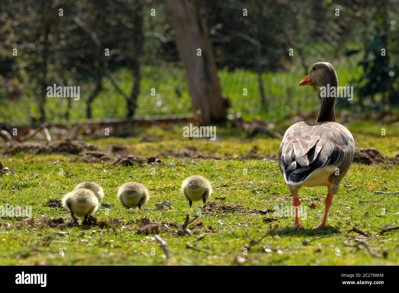European wild goose hi-res stock photography and images - Alamy