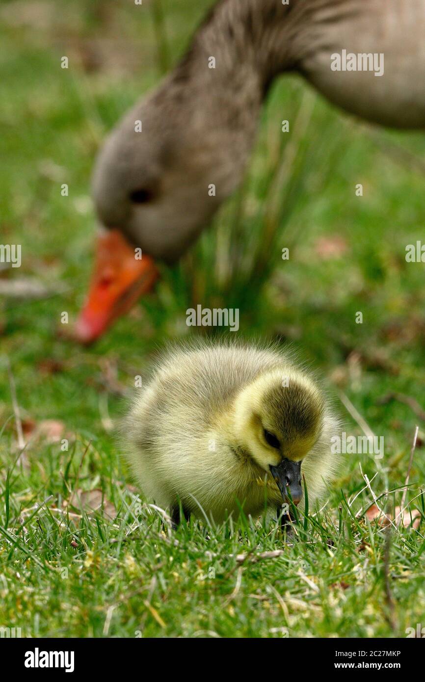 European wild goose hi-res stock photography and images - Alamy