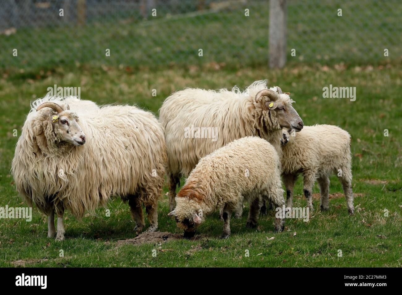 Goats and sheep Stock Photo - Alamy
