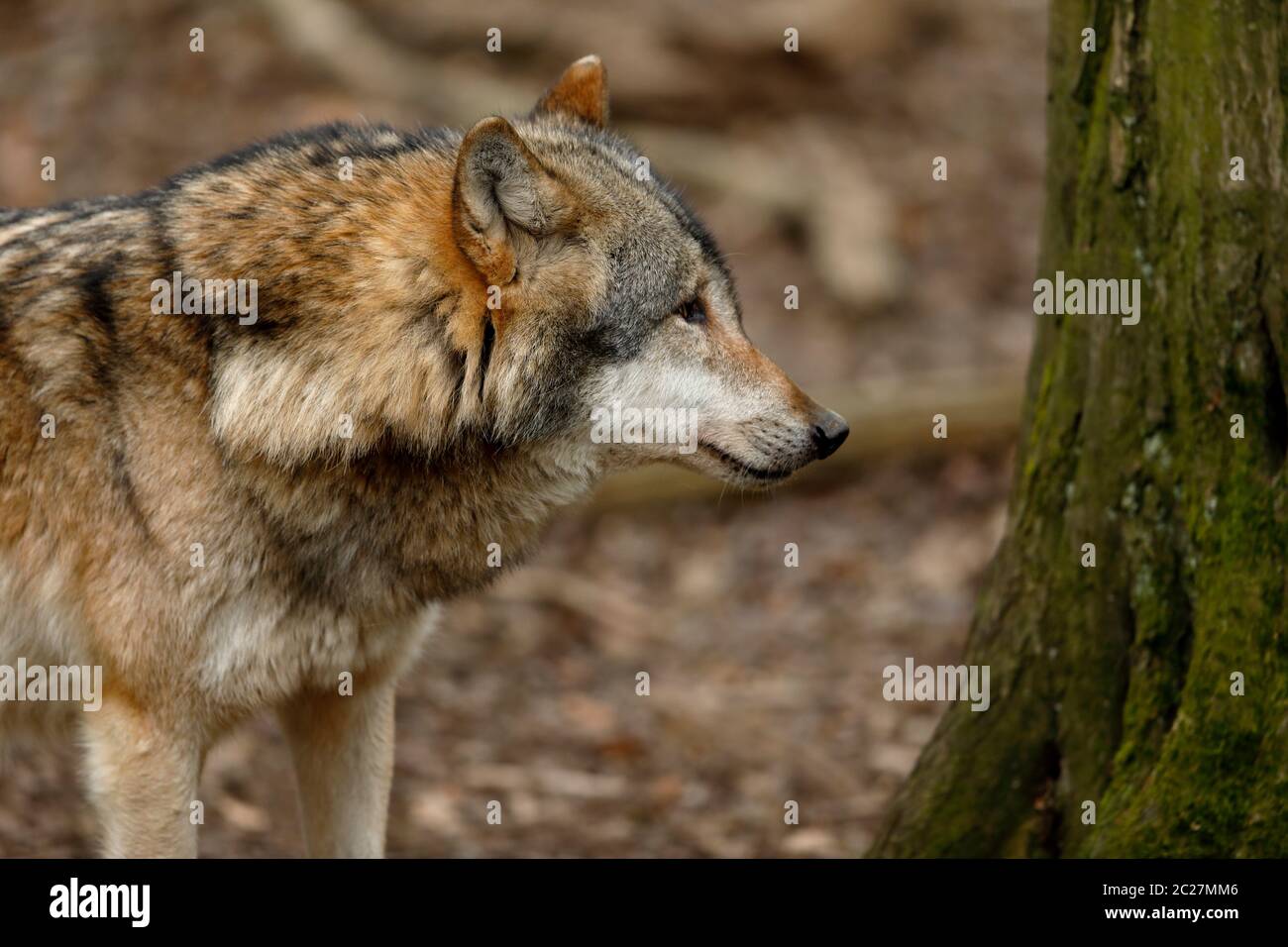 The wolf in the forest Stock Photo - Alamy
