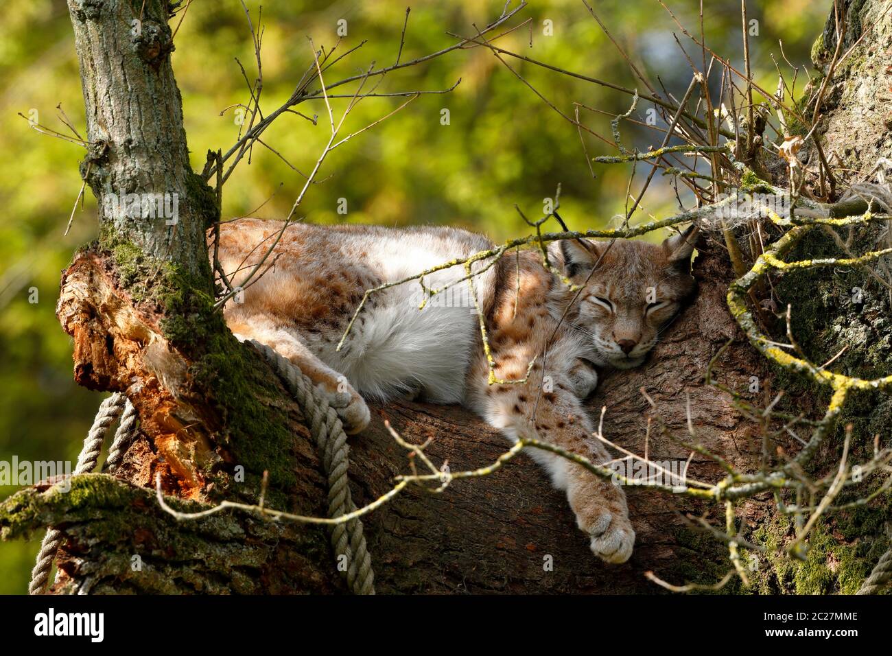 Lynx european hi-res stock photography and images - Alamy