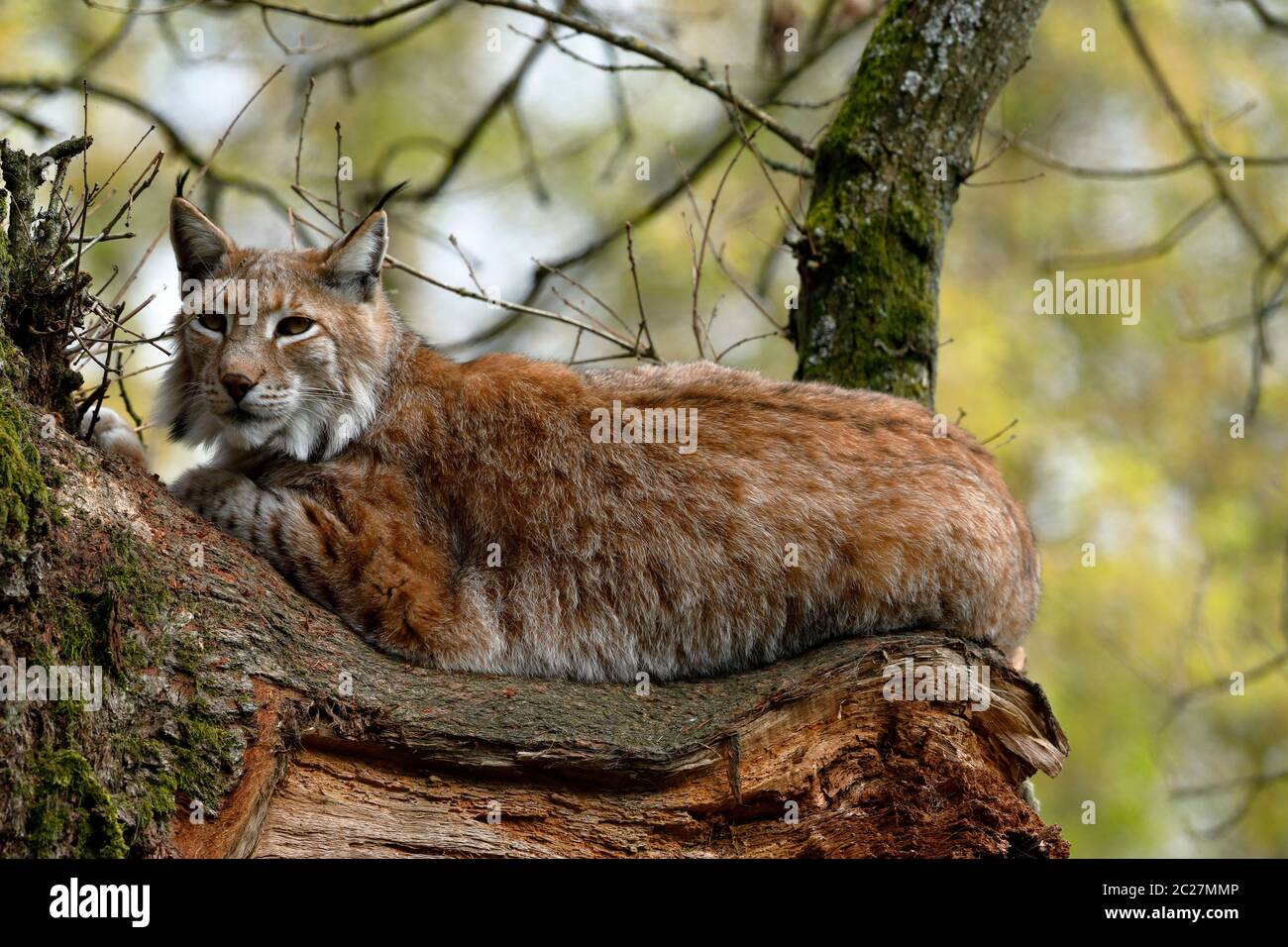 Lynx european hi-res stock photography and images - Alamy