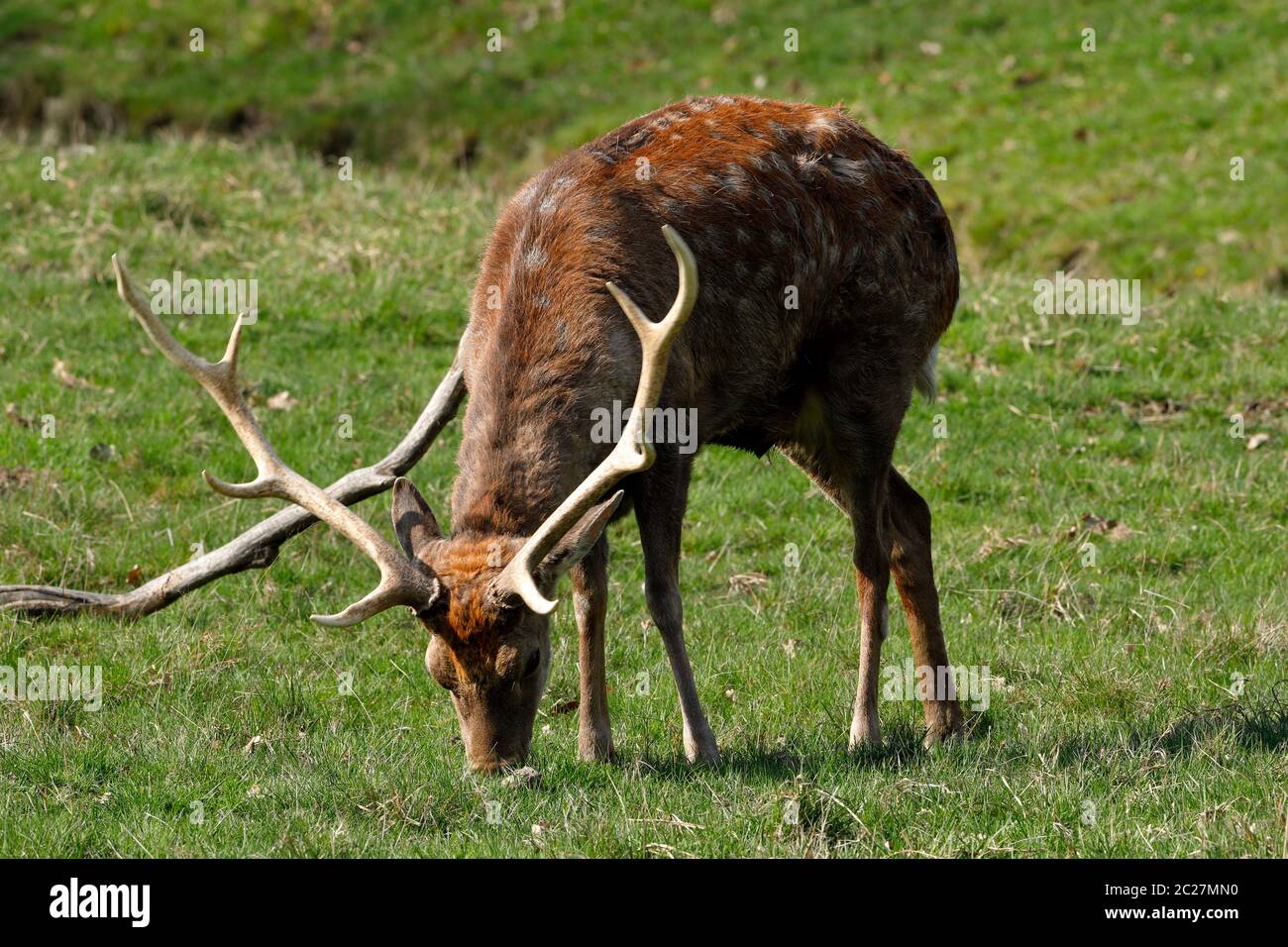 Herd deer graze in meadow hi-res stock photography and images - Alamy