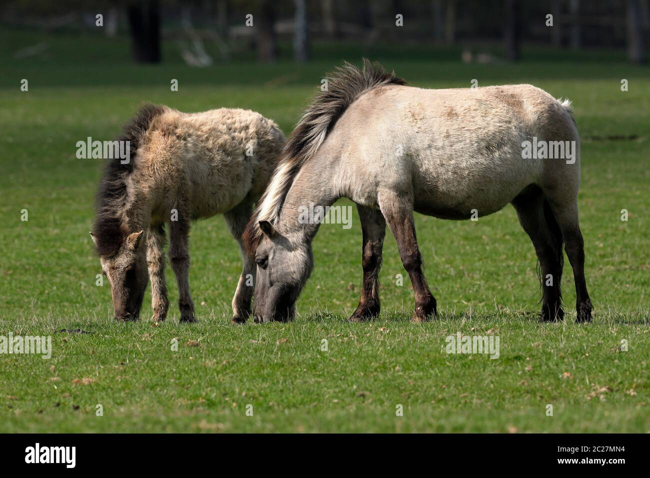 Tarpan Horses High Resolution Stock Photography and Images - Alamy