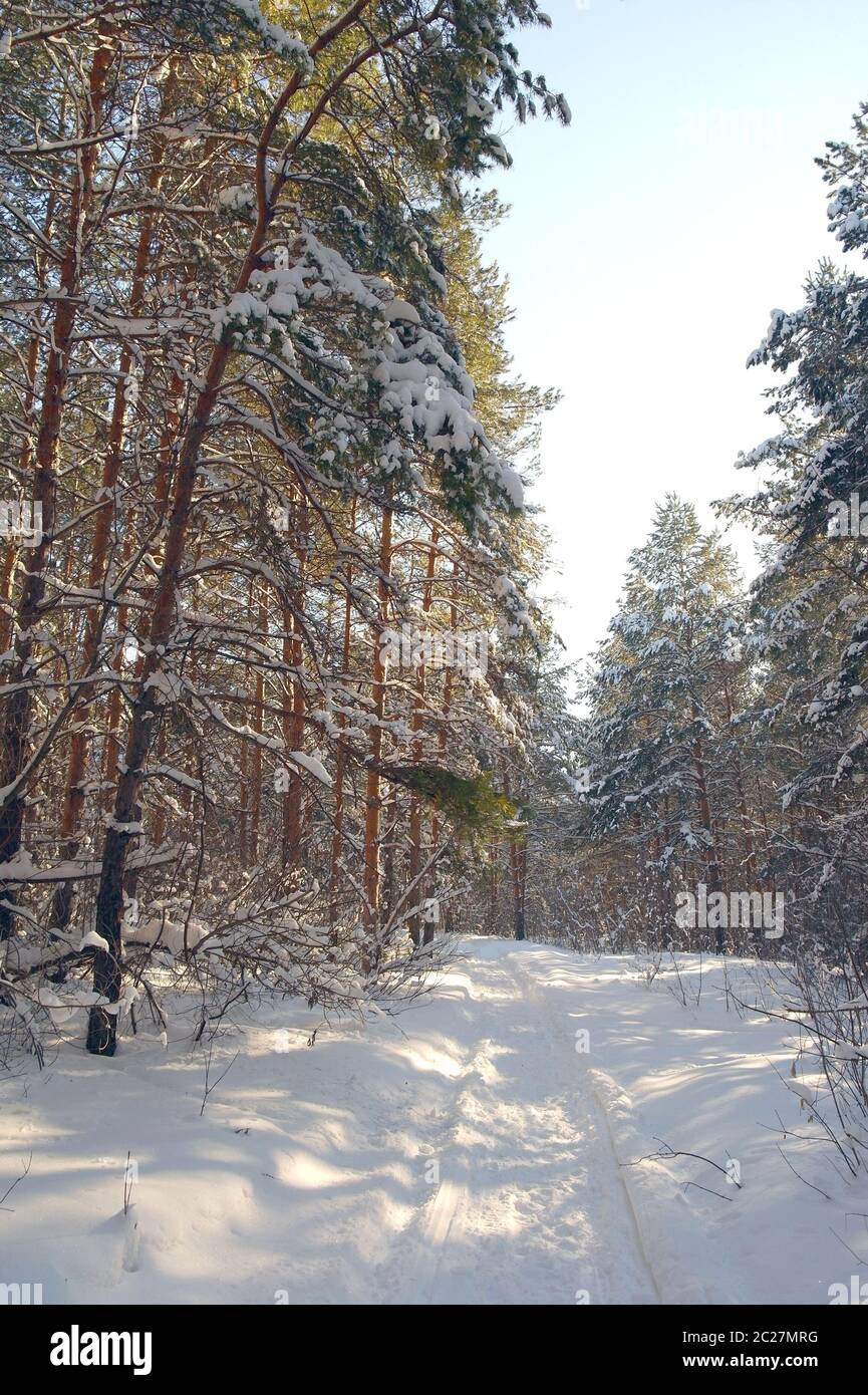 Winter landscape in forest with pines after snowfall Stock Photo - Alamy
