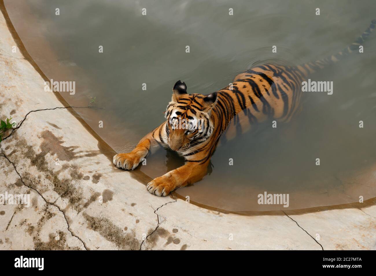 Tiger lying in a pool of water,the zoo Safari World, China, view from ...