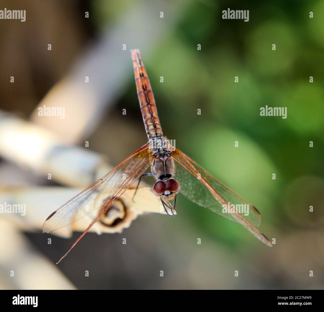 Beautiful nature scene dragonfly. Showing of eyes and wings detail ...