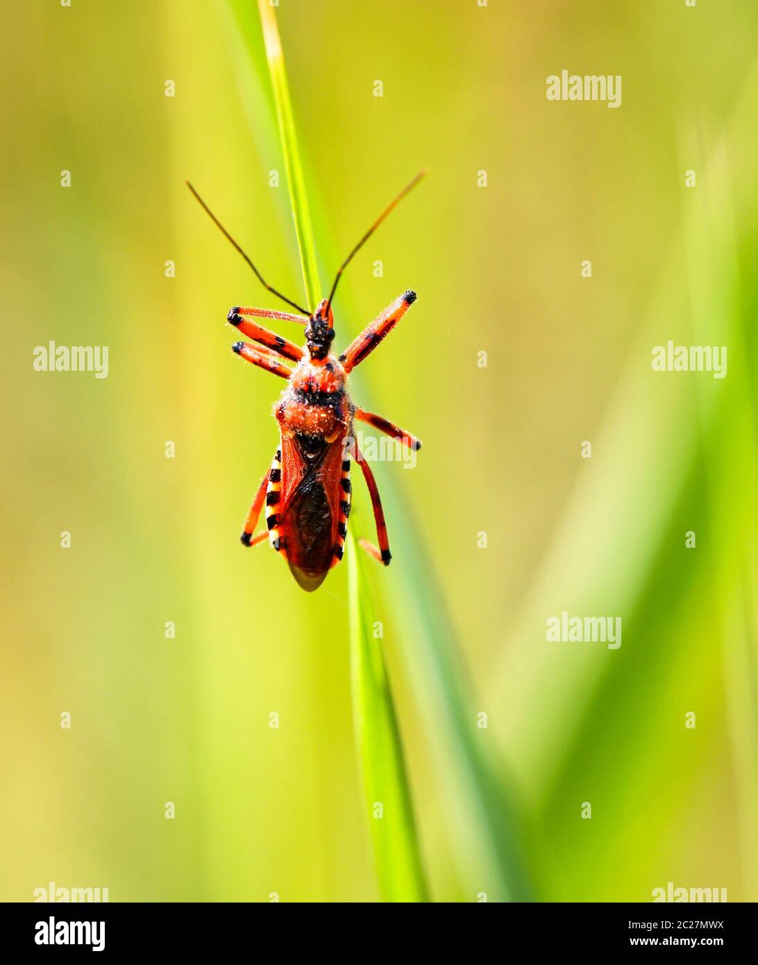 Thistle shield beetle hi-res stock photography and images - Alamy