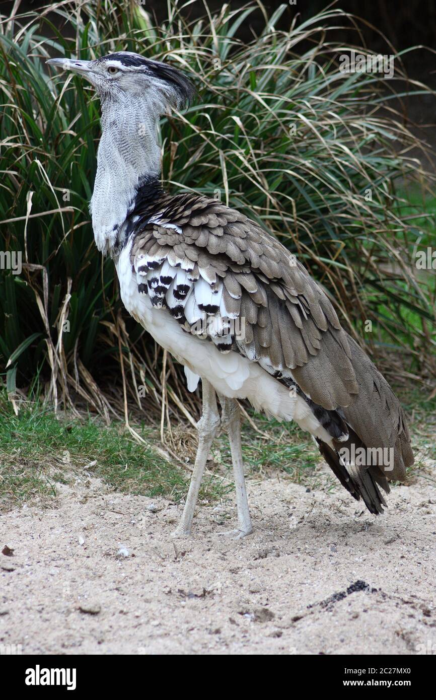 Kori Bustard (Ardeotis kori Stock Photo - Alamy