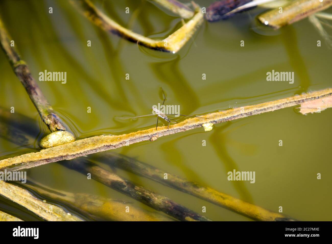 Surface tension hi-res stock photography and images - Alamy