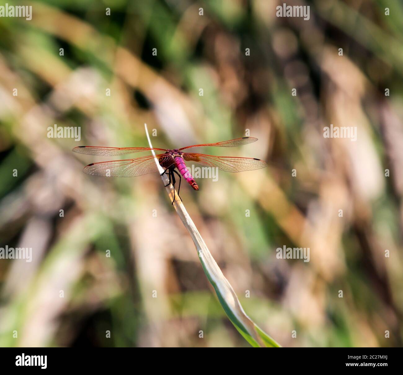 Beautiful nature scene dragonfly. Showing of eyes and wings detail ...