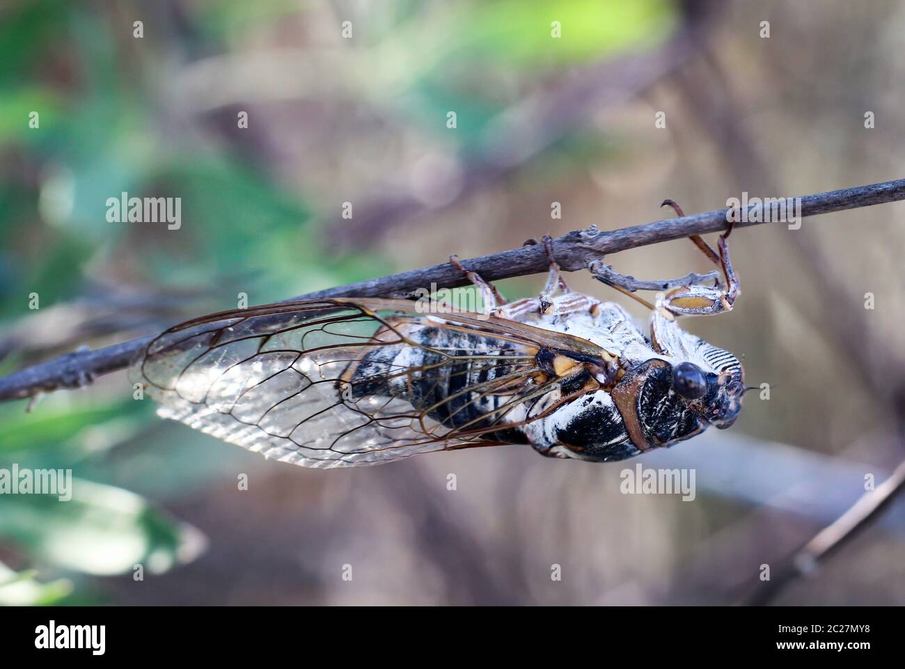 cicada is singing hanging on a branch Stock Photo - Alamy