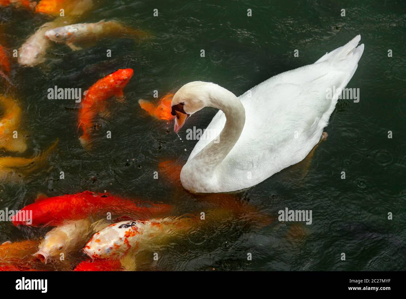 Koi Fish and white swan on a pond Stock Photo - Alamy