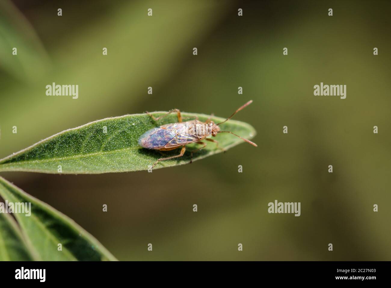 A bug or beetle on a plant Stock Photo - Alamy