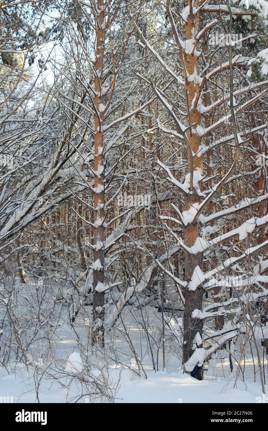 Winter landscape in forest with pines after snowfall Stock Photo - Alamy