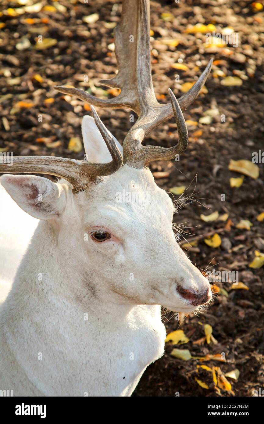 portrait of a deer Stock Photo - Alamy