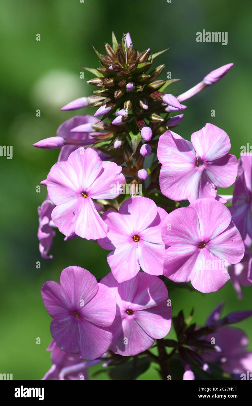 pink flowering Phlox (Phlox Stock Photo - Alamy