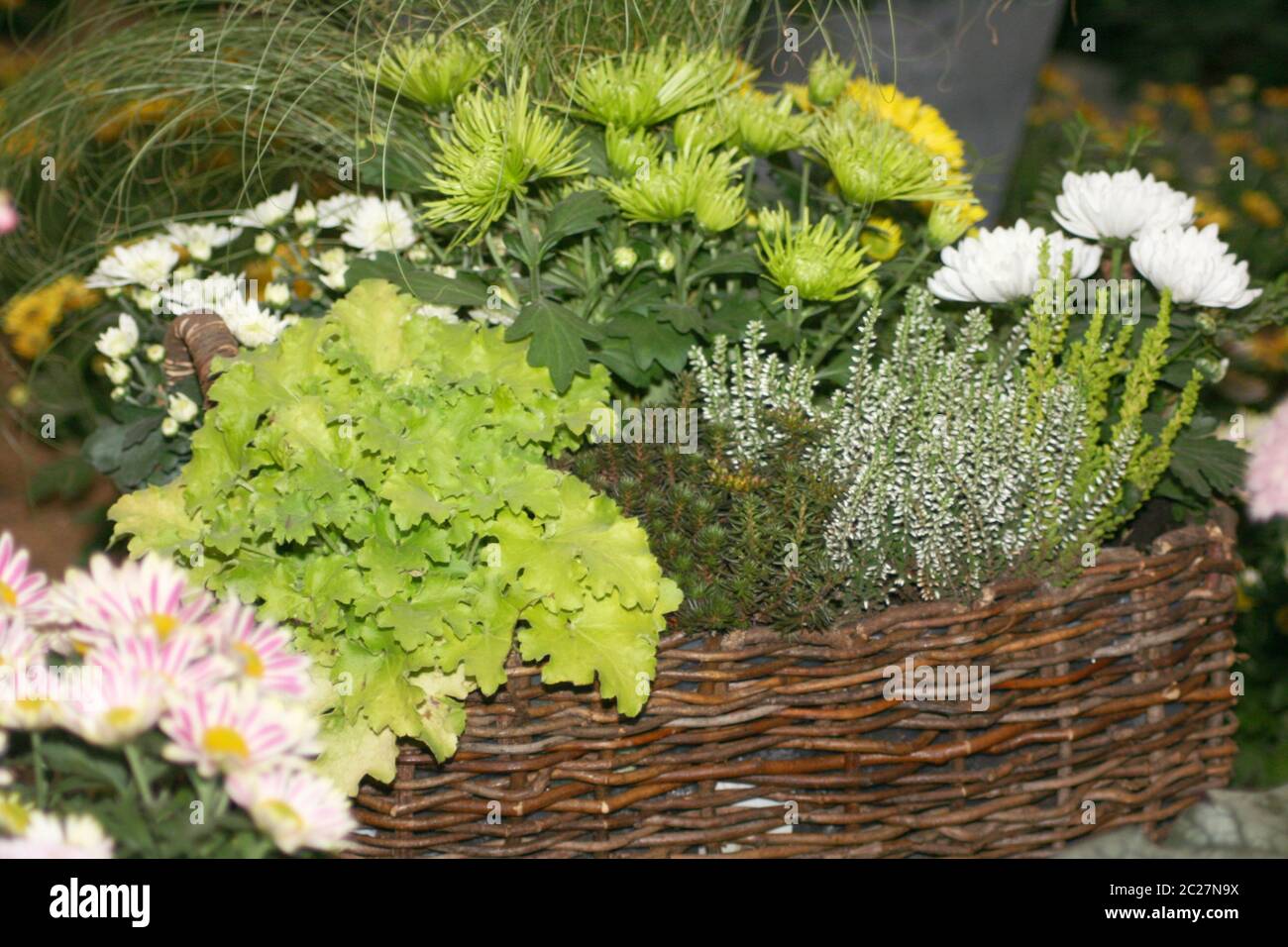 Mixed vegetable basket Stock Photo - Alamy
