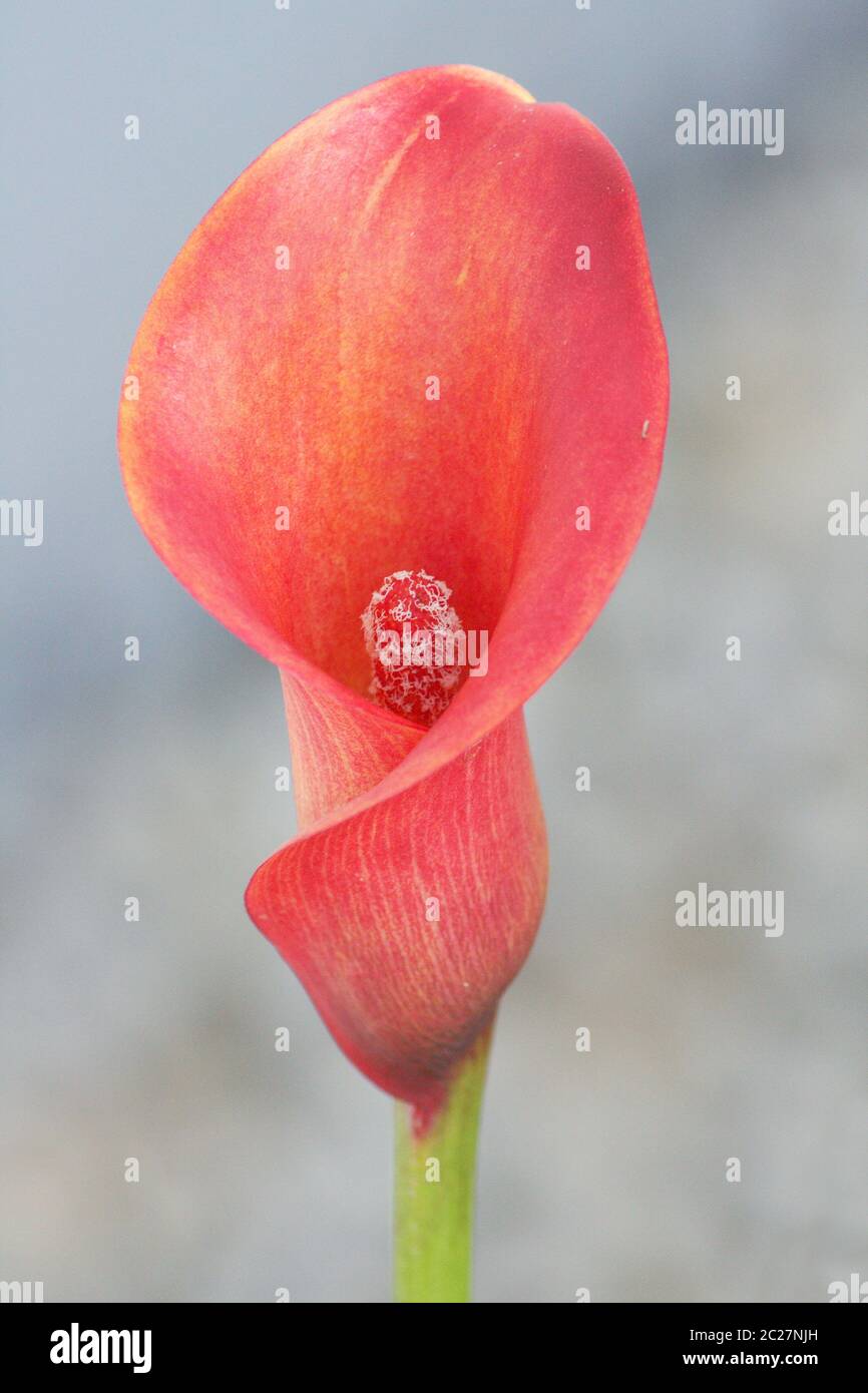 Red calla lily flowers hi-res stock photography and images - Alamy