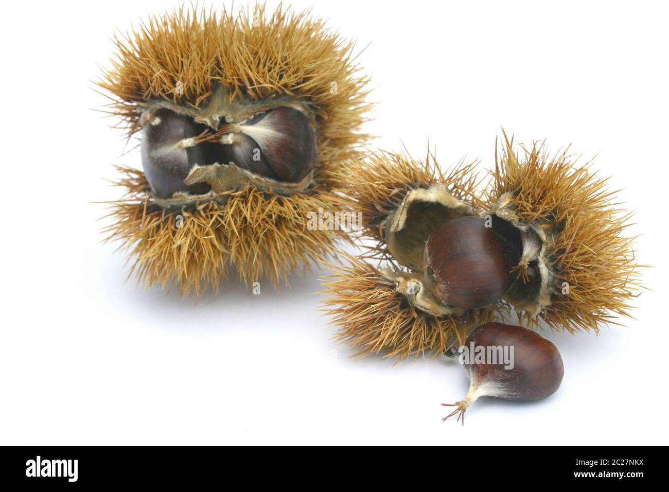 Chestnut blight hi-res stock photography and images - Alamy