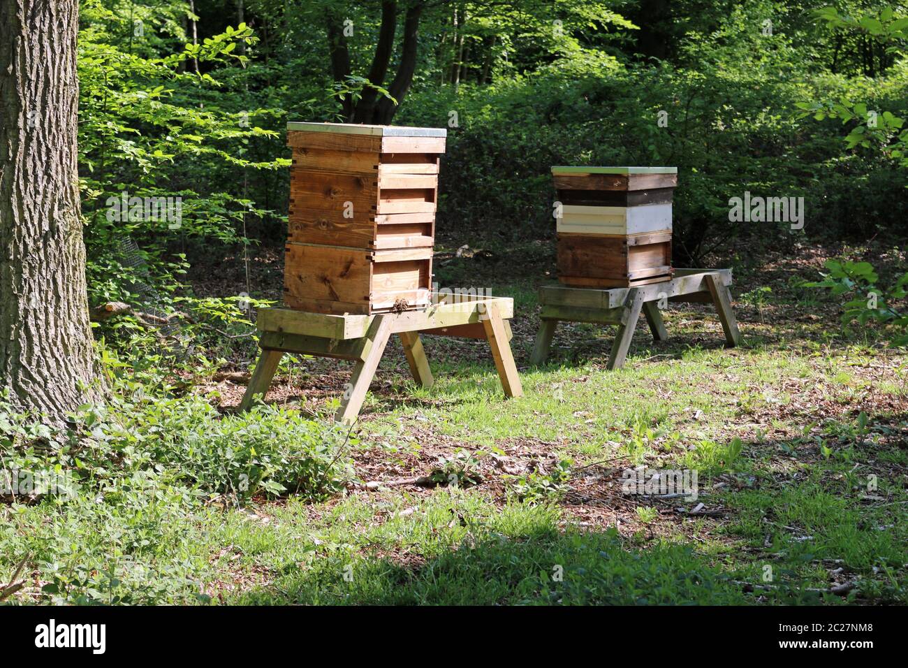 Two honey bee (Apis mellifera) hives in a sunny glade in woodland with ...