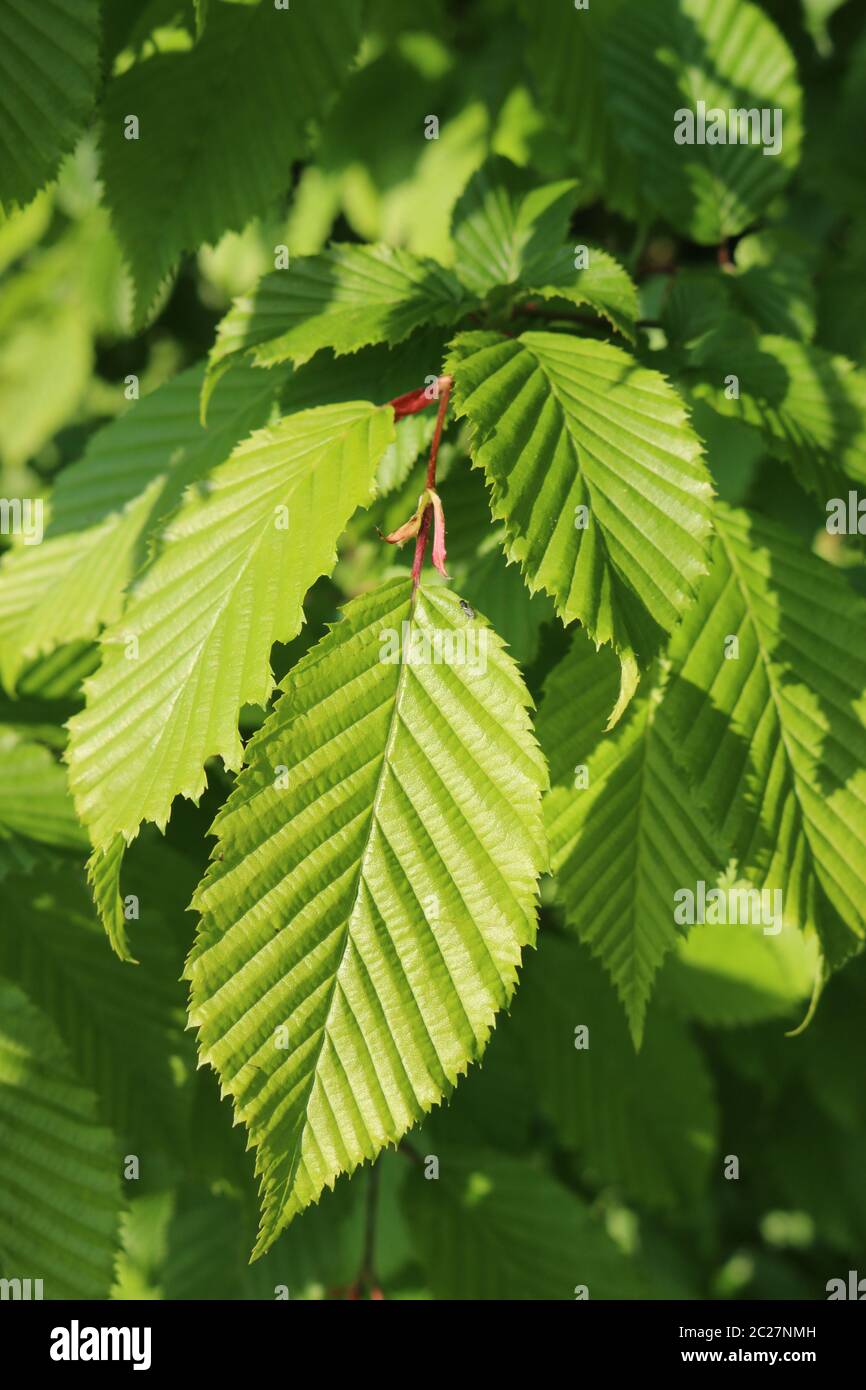 Carpinus Betulus Leaf