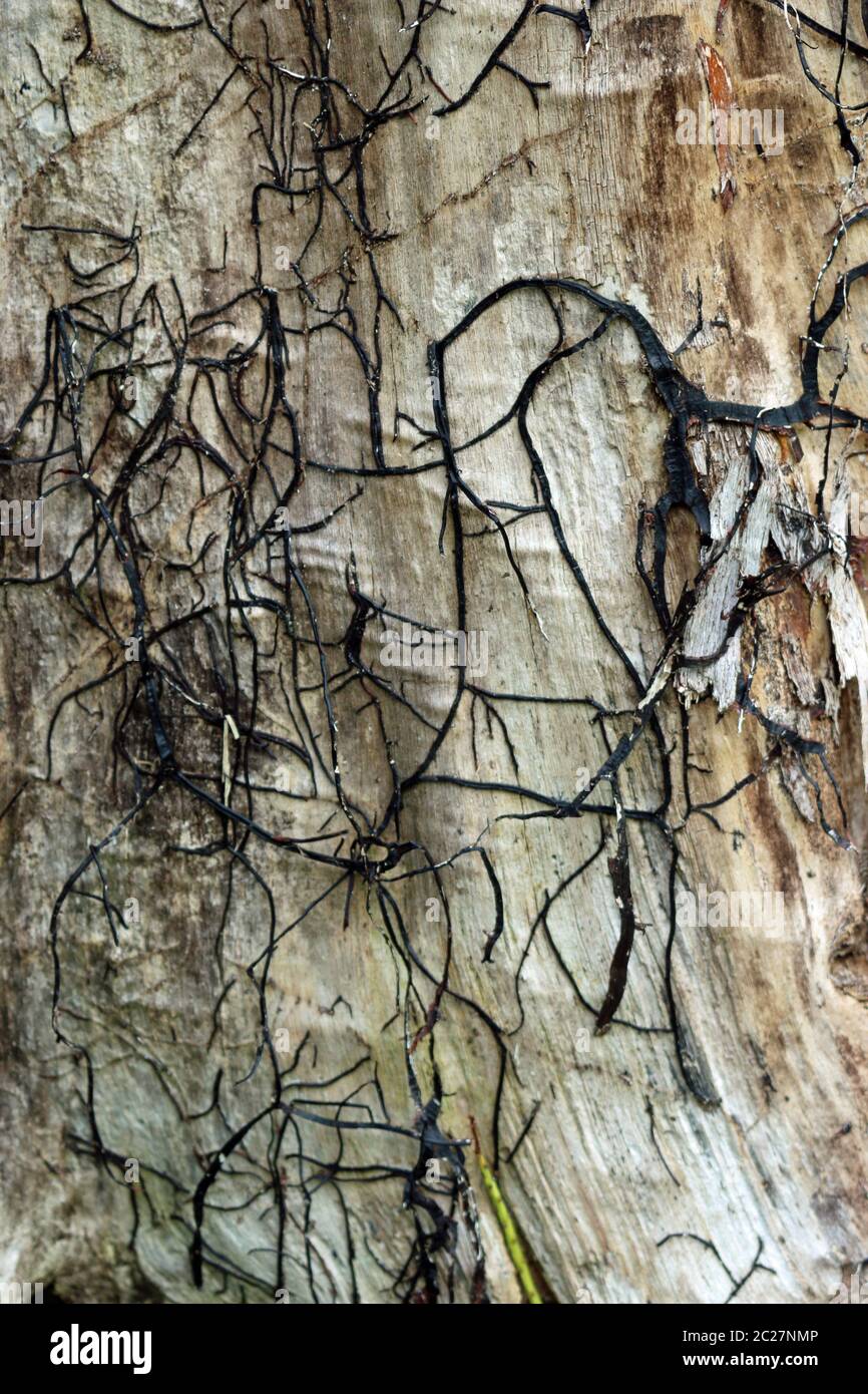 Honey fungus (Armillaria sp. probably mellea) black bootlace ...