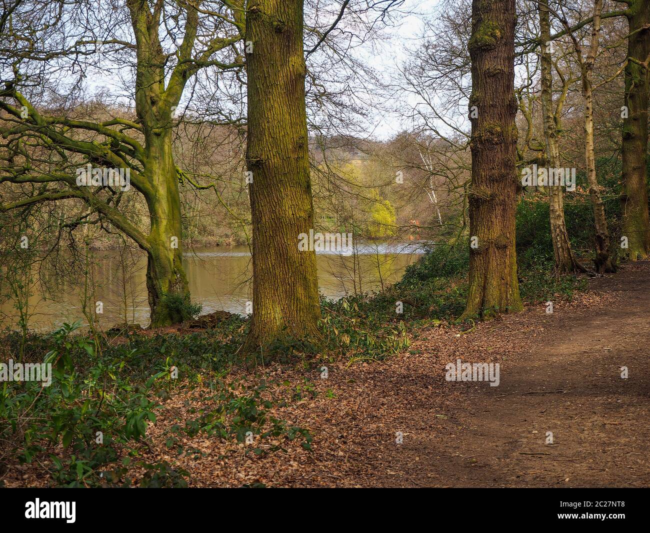 Tree trunks beside a woodland path with a lake view in the Yorkshire ...