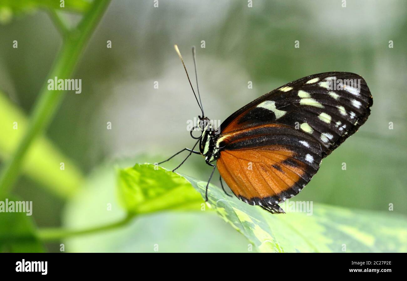 Nymphalidae butterfly hi-res stock photography and images - Alamy