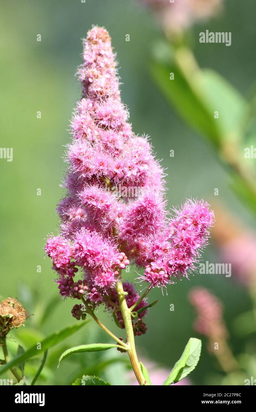 Pink cone hi-res stock photography and images - Alamy