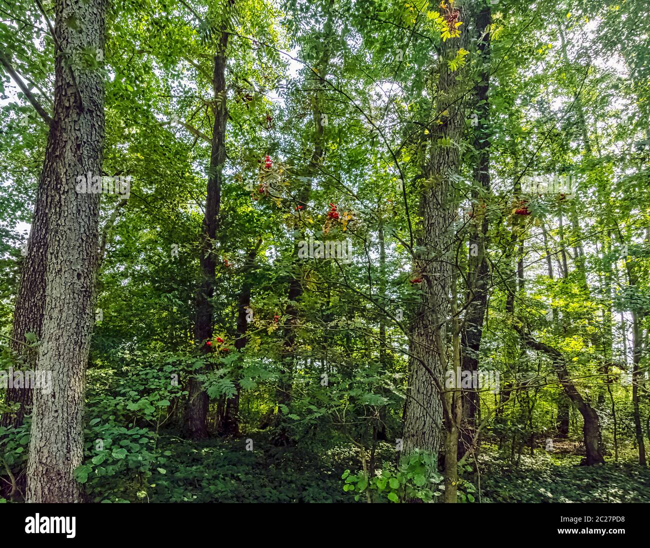 Polish wild forest - Slowinski National Park, Poland Stock Photo - Alamy