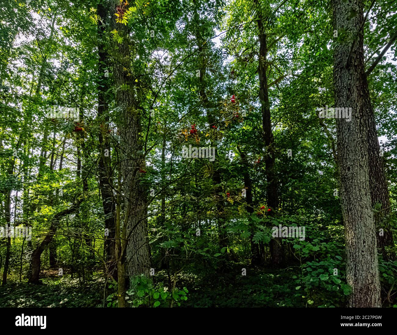 Polish wild forest - Kampinos National Park, Poland Stock Photo - Alamy