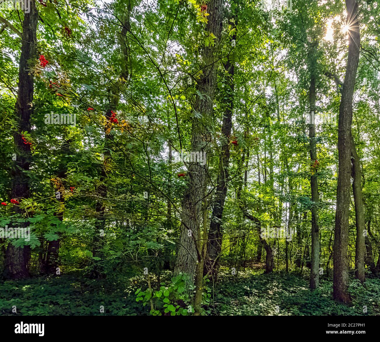 Polish wild forest with visible sun rays - Kampinos National Park ...