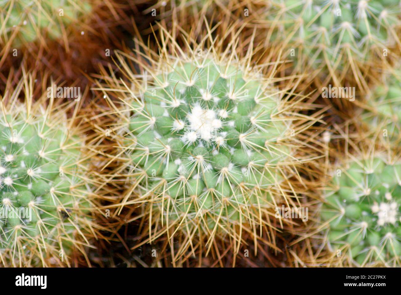 Spherical cacti hi-res stock photography and images - Alamy