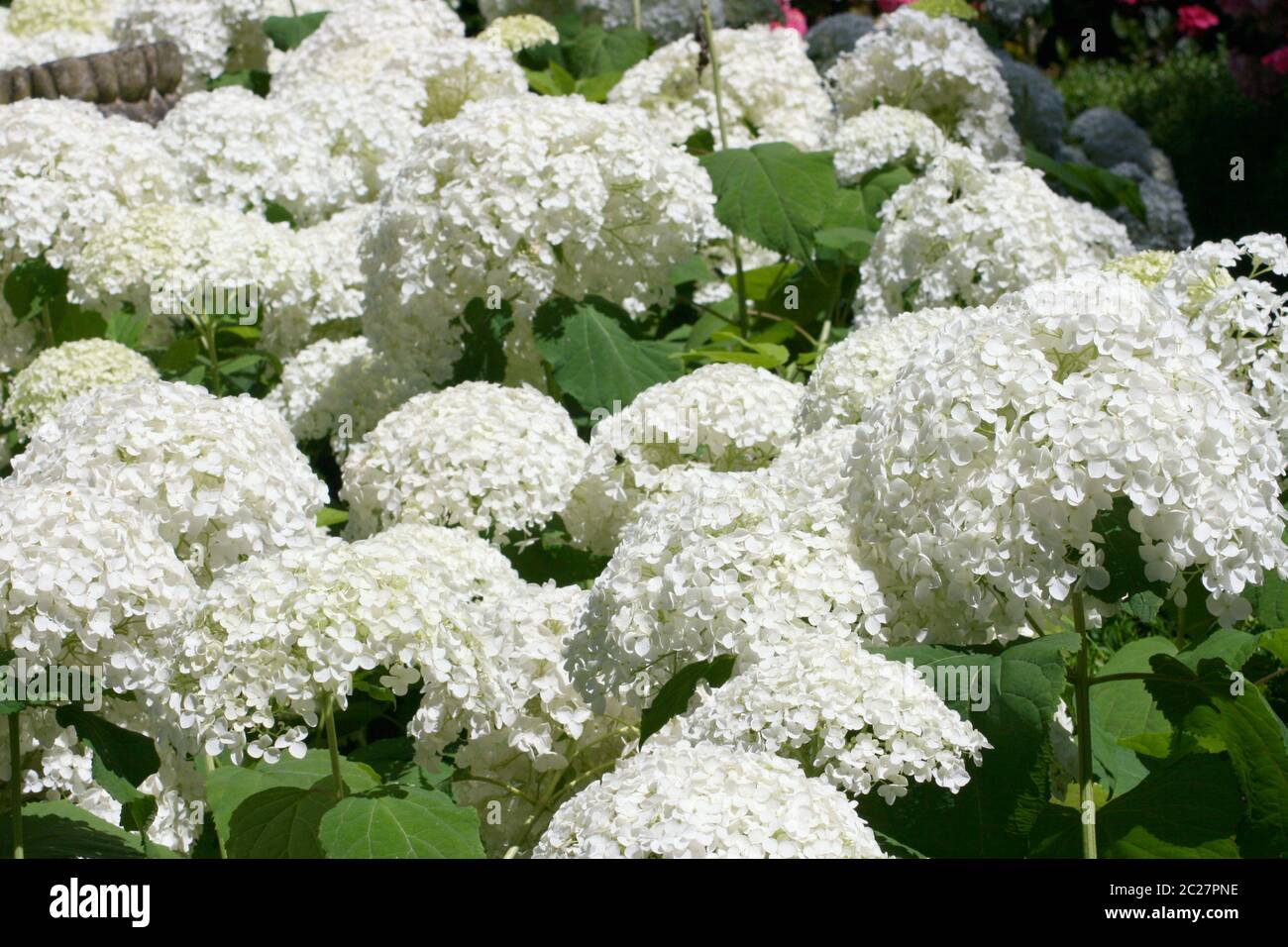 Hydrangea (Hydrangea macrophylla Stock Photo - Alamy