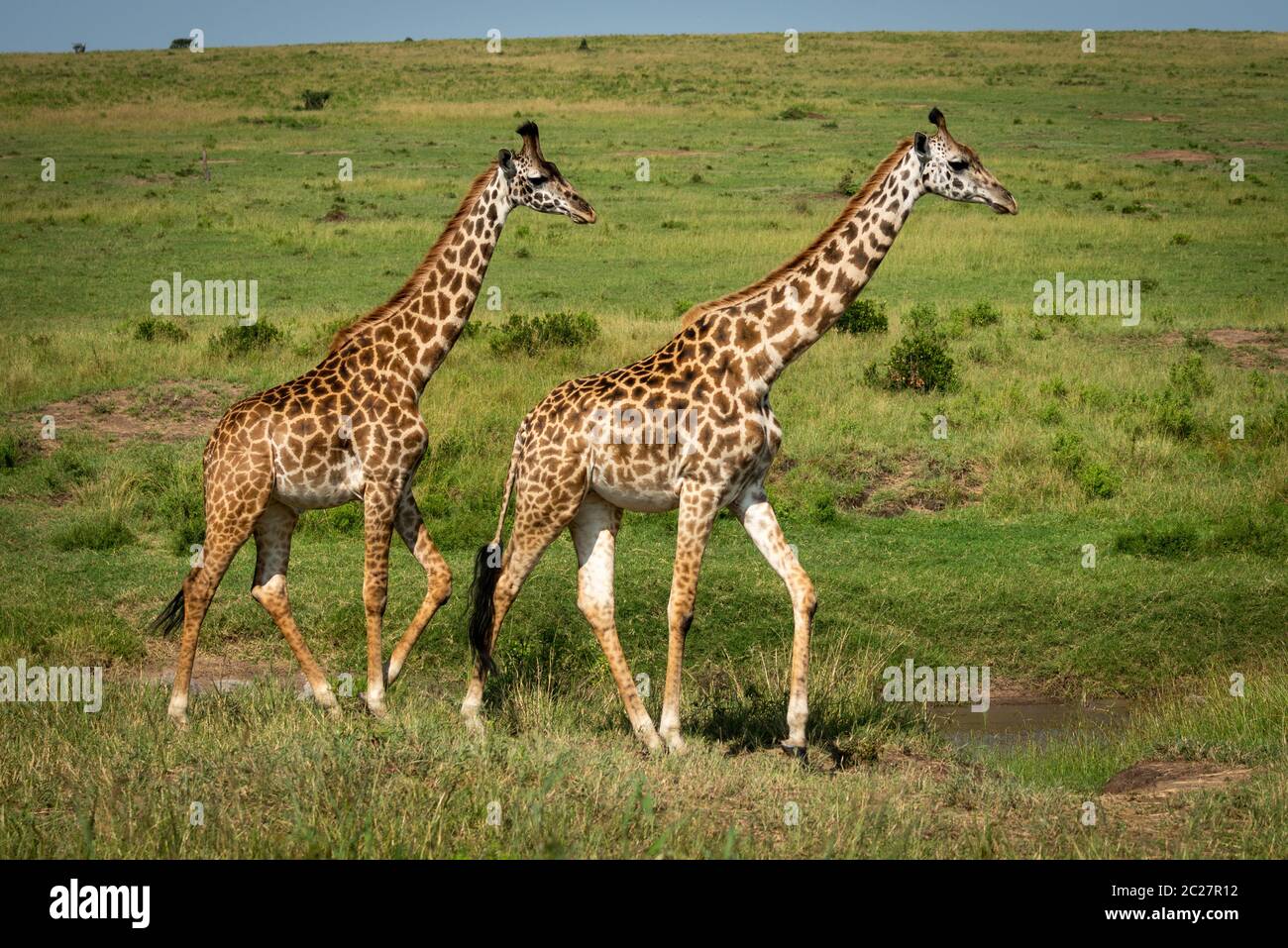 Two Masai giraffe cross savannah in sunshine Stock Photo - Alamy